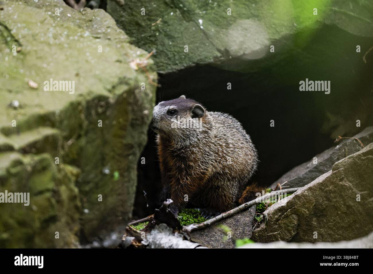 groundhog during the Formula 1 Pirelli Grand Prix du Canada 2025, 10th ...