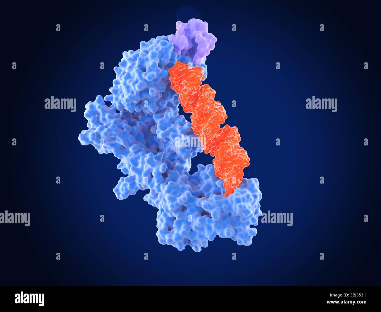 Illustration of the dicer-2 enzyme (blue) bound to a double-stranded ...