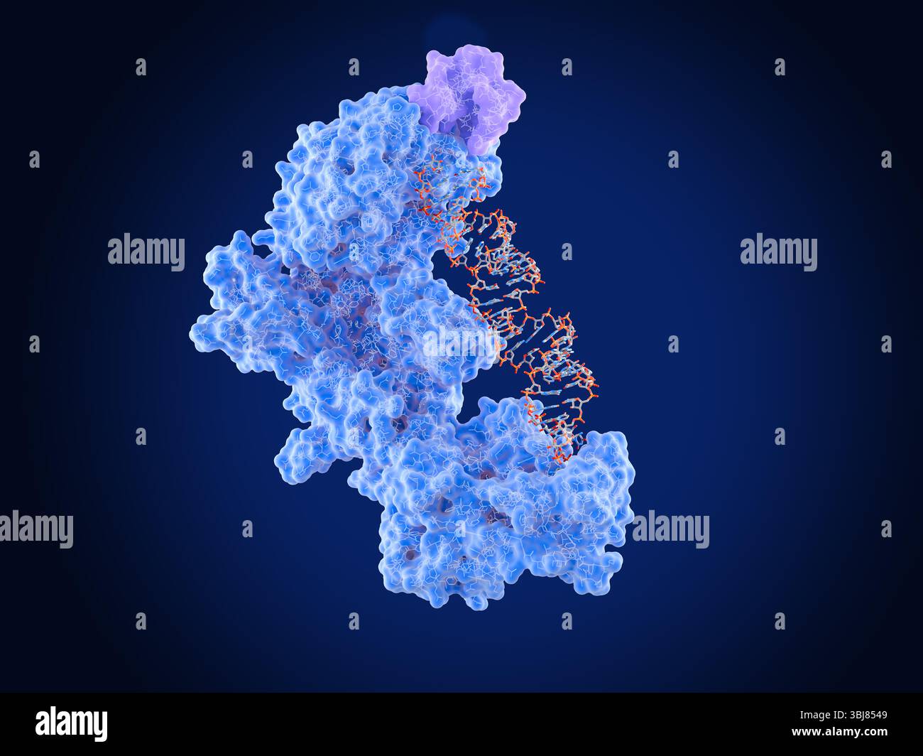 Illustration of the dicer-2 enzyme (blue) bound to a double-stranded ...