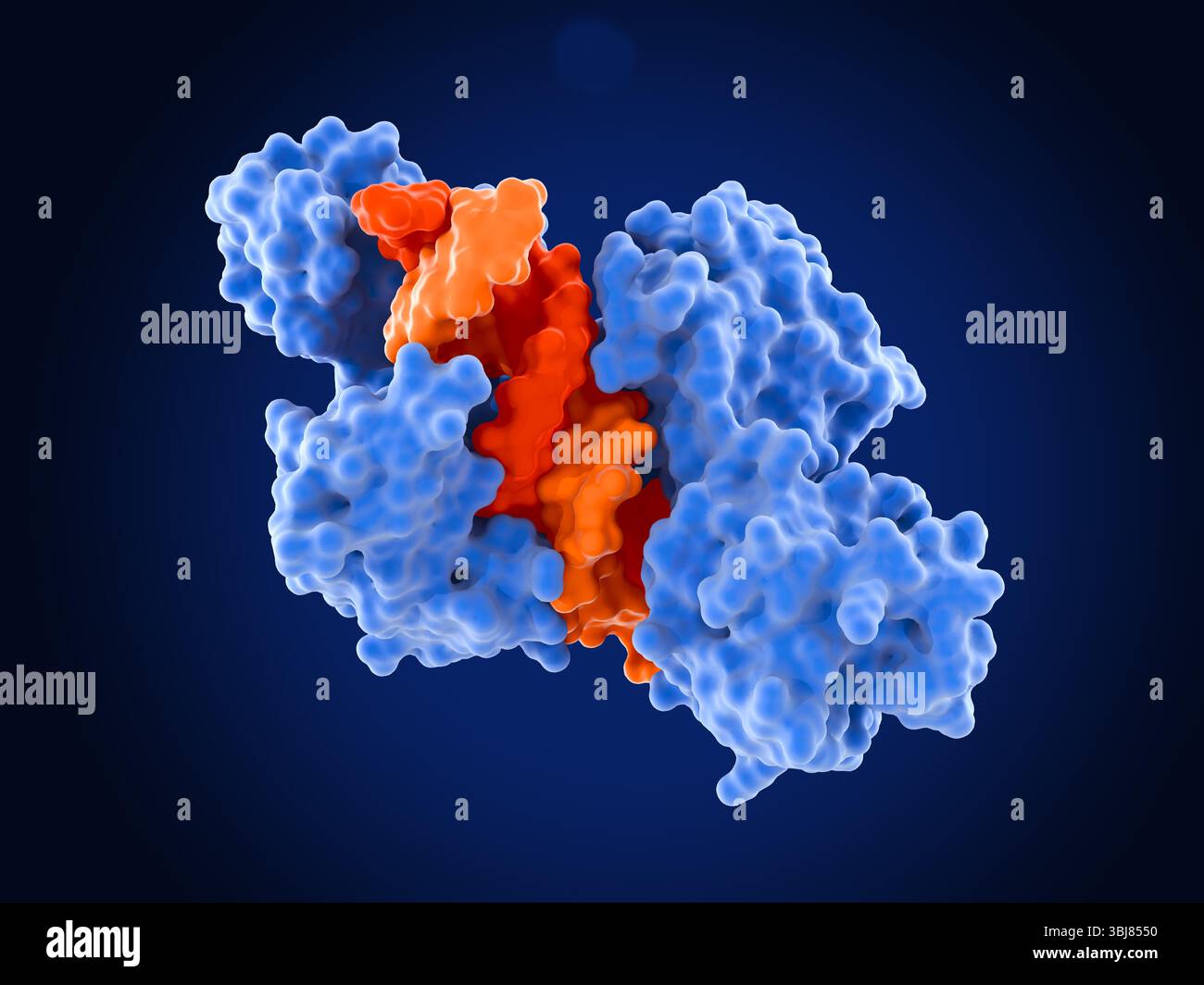 Illustration of an argonaute protein bound to a guide strand (red) and ...