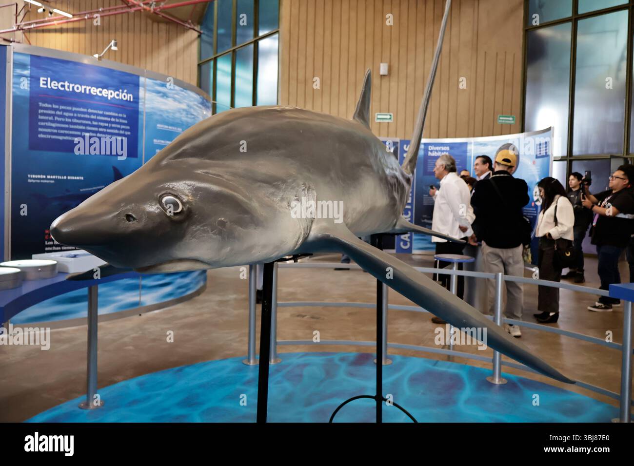June 13, 2025, Mexico, Cdmx, Mexico: The ''Sharks'' exhibition is being ...