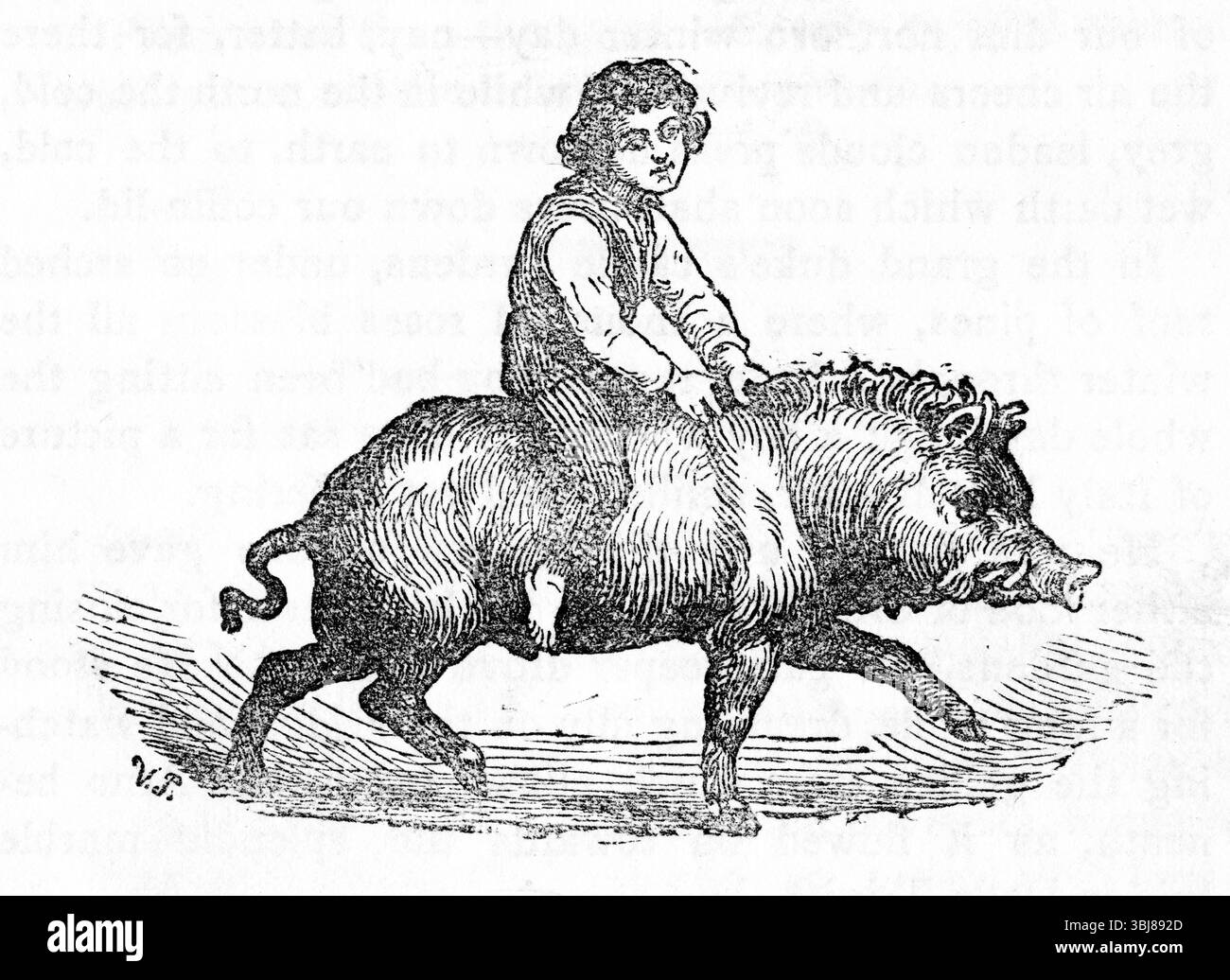 Pig farming british Cut Out Stock Images & Pictures - Alamy