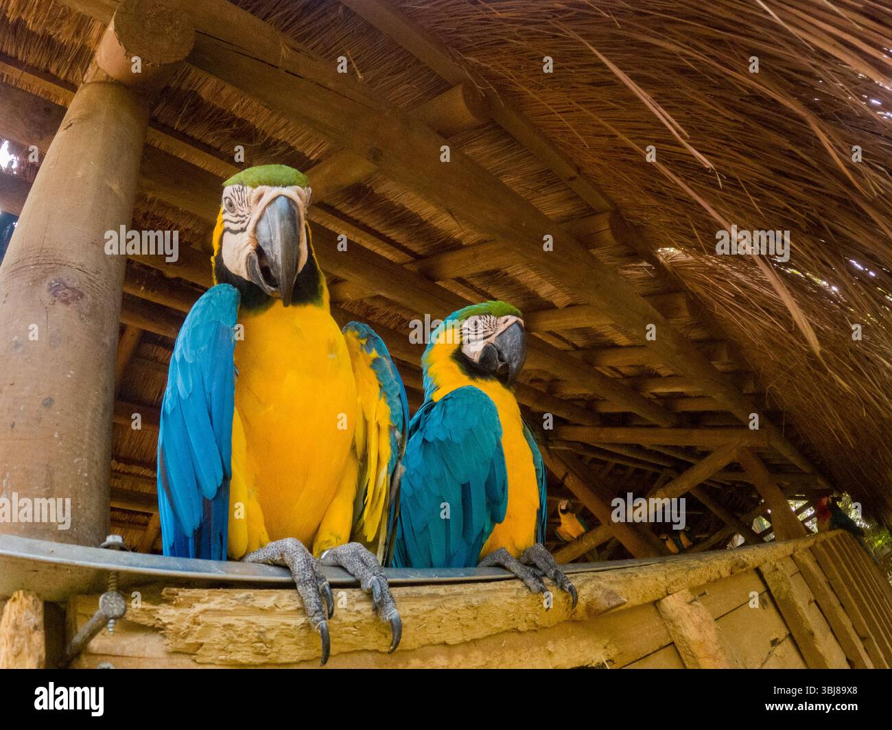 Two vibrant macaws perched inside the National Aviary of Cartagena ...