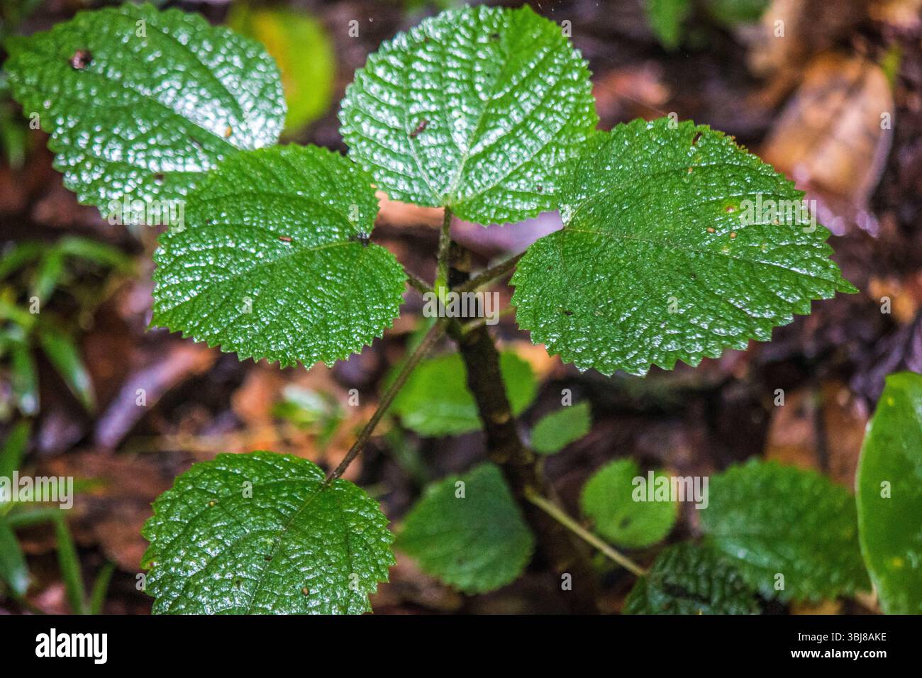 Gympie-gympie, also known as suicide plant, in the rainforest of ...