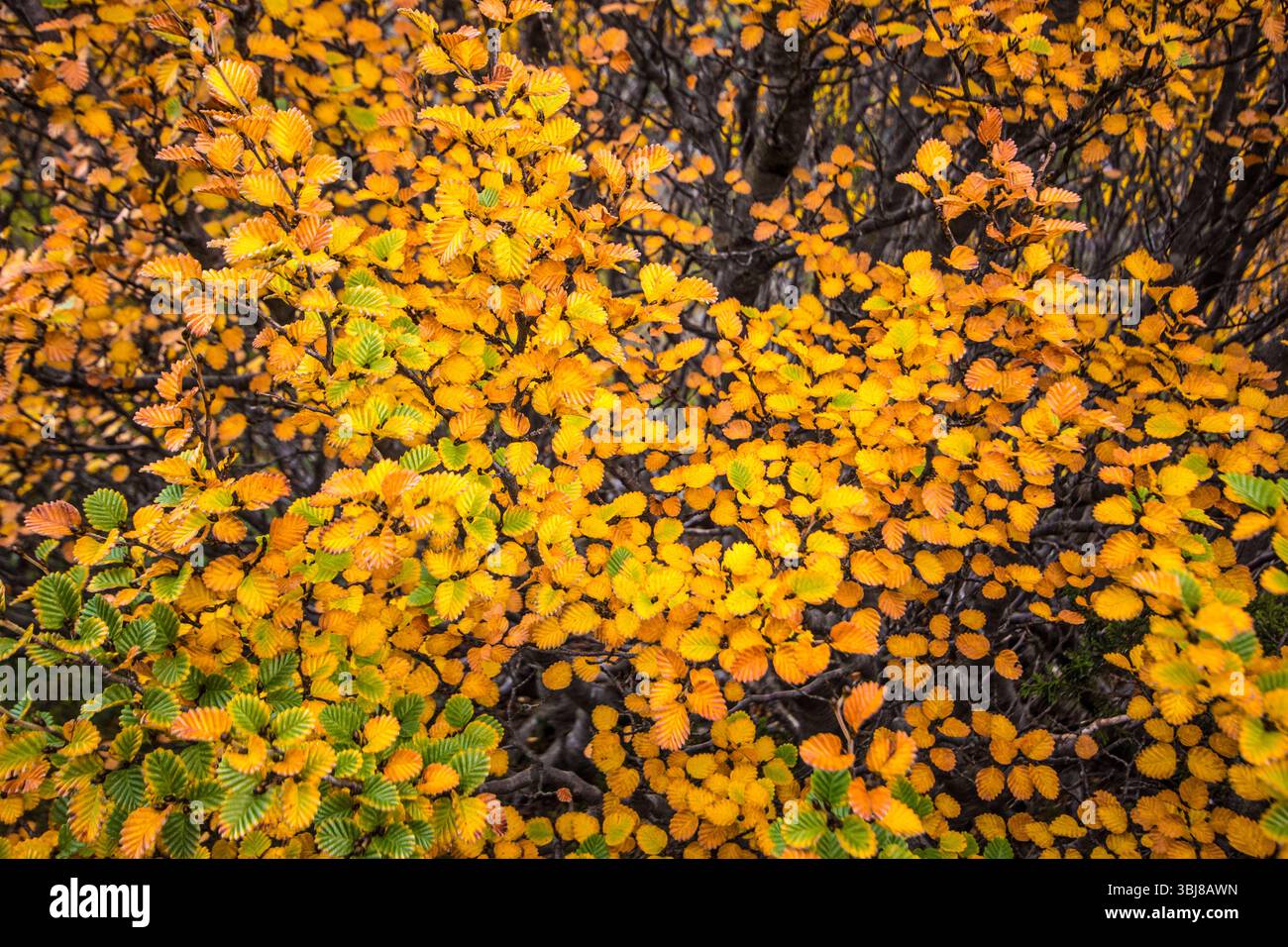Nothofagus gunnii, Australia's only native deciduous tree during autumn ...