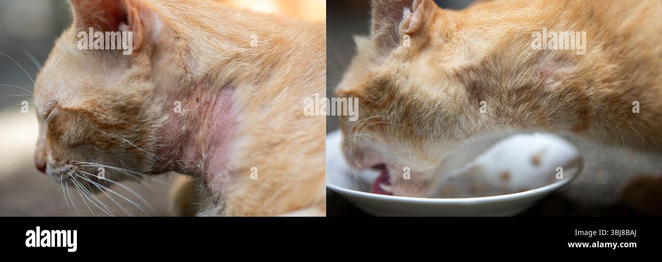 Before And After Therapy For Feline Mange Caused By Notoedres And