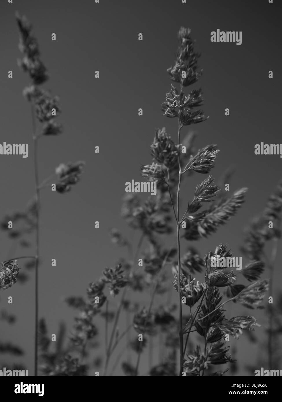 Rustic stalks Black and White Stock Photos & Images - Alamy