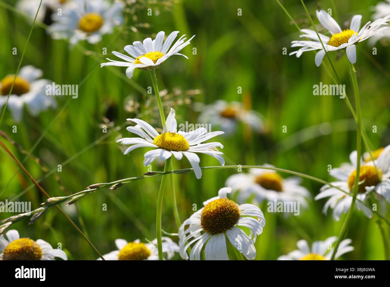 Wild daisies blooming freely hi-res stock photography and images - Alamy