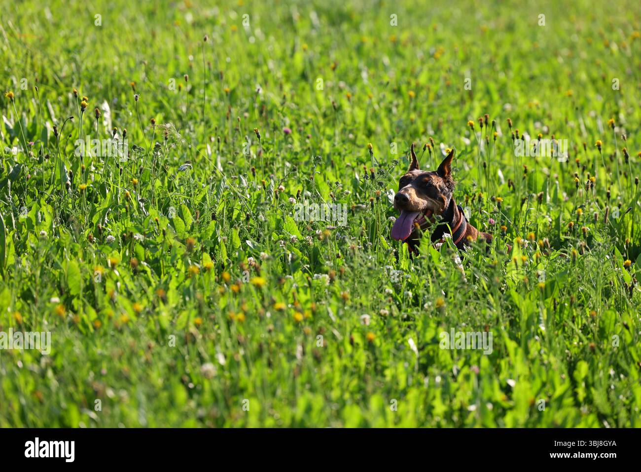 Doberman Lying in Tall Meadow Grass with Tongue Out, Surrounded by ...