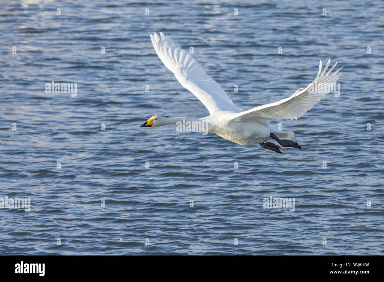 Whooper Swan [ Cygnus cygnus ] in flight over water Stock Photo - Alamy