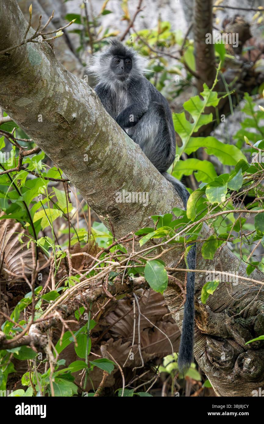 Germain's Langur - Trachypithecus germaini, rare endagered Old World ...