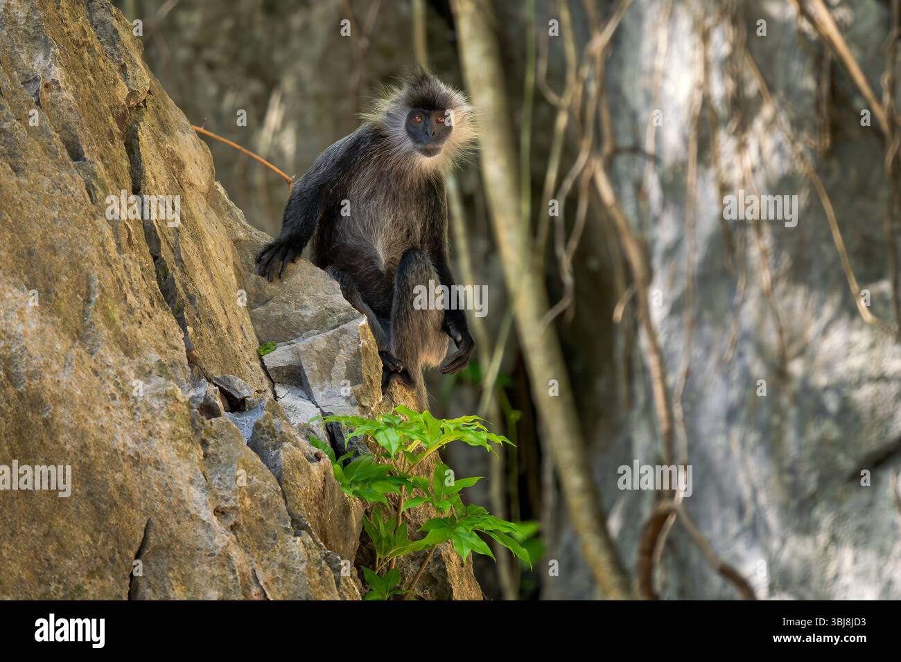 Germain's Langur - Trachypithecus germaini, rare endagered Old World ...