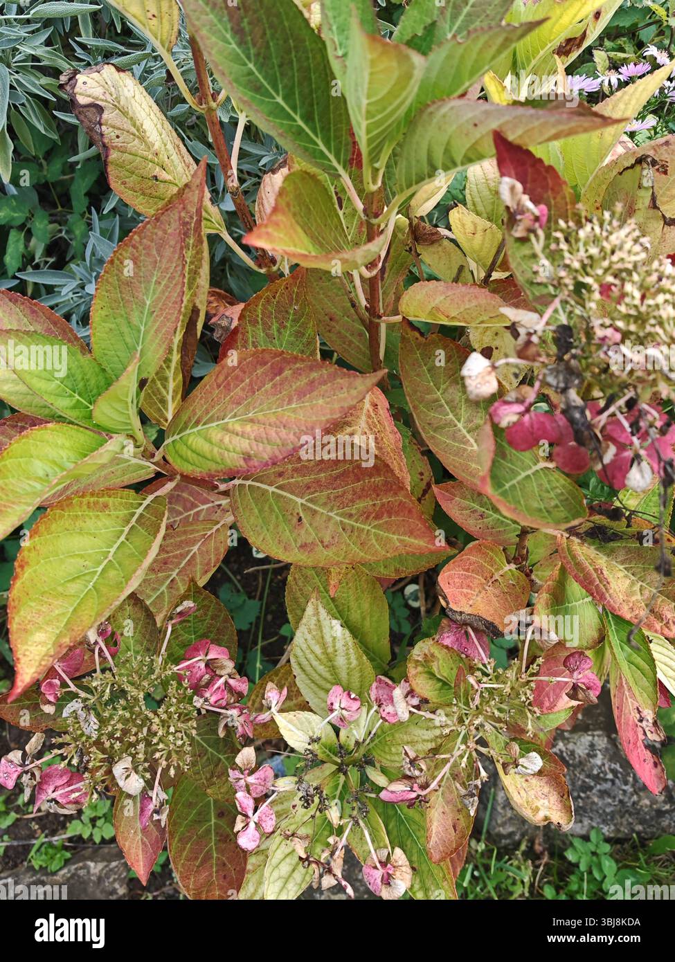 the color green, a common color in plants and nature the color green, a ...