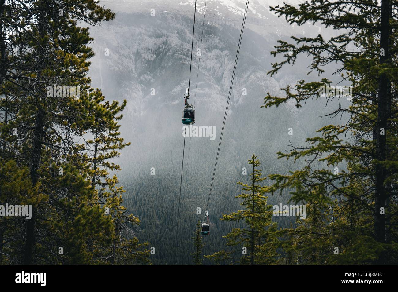 Scenic Gondola Ride Through Lush Wilderness and experience natures ...