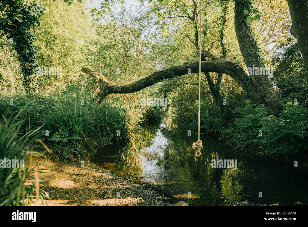 Swing hanging from tree branch over stream hi-res stock photography and ...