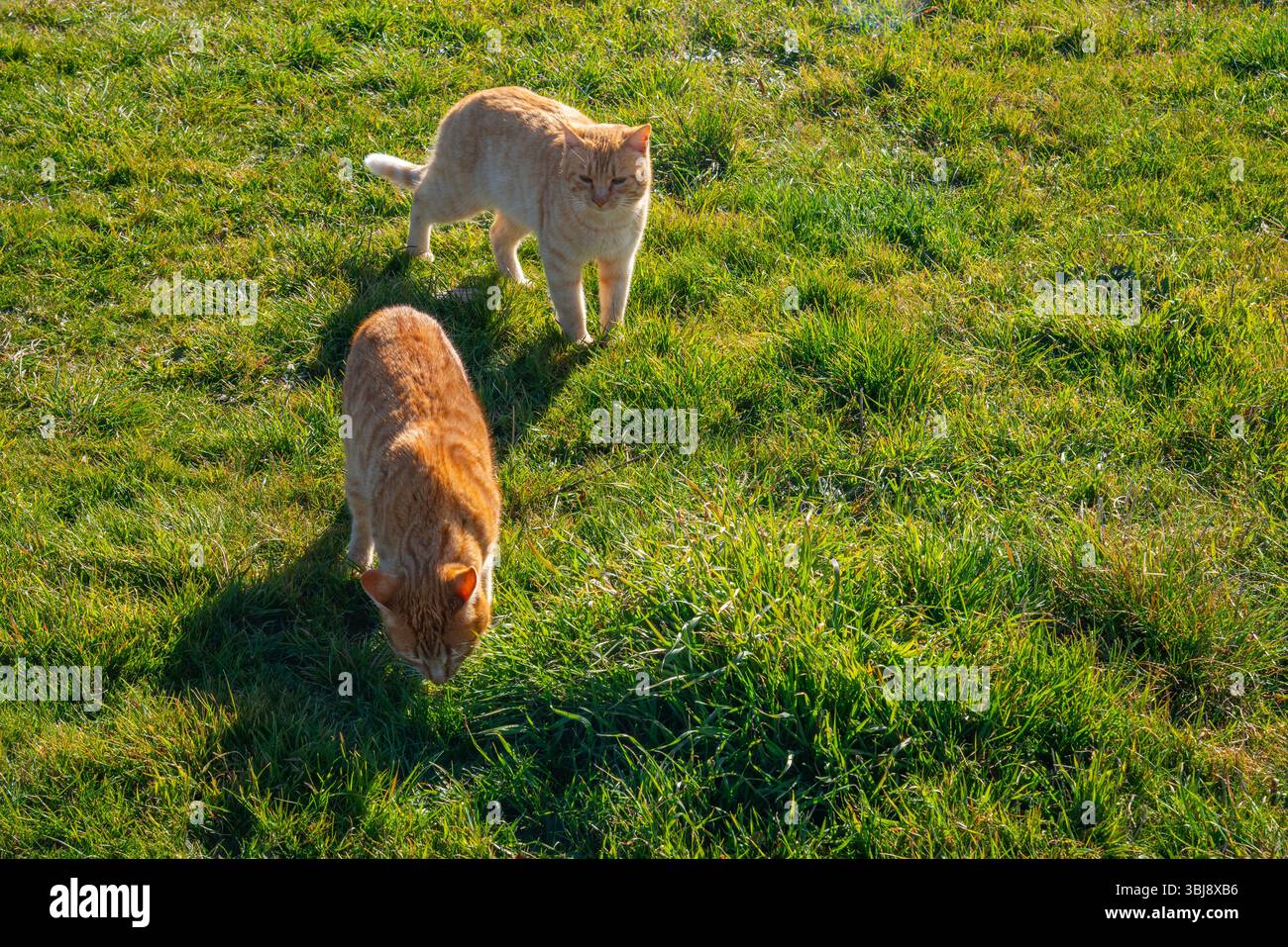 Cats and nature hi-res stock photography and images - Alamy
