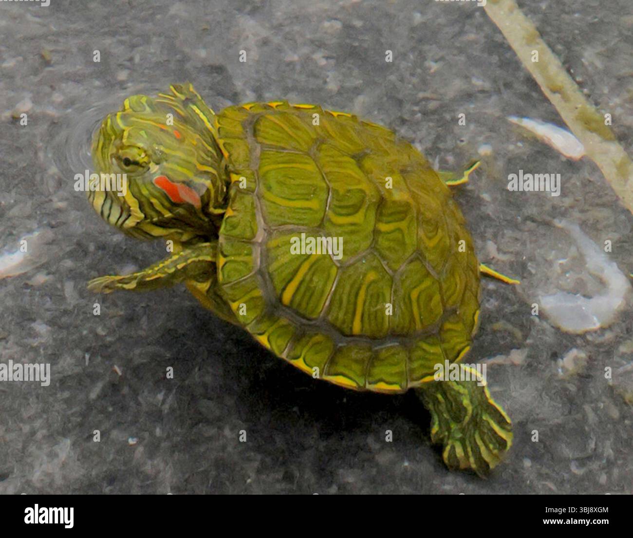 The turtle moves through the water in the artificial pond in front of ...