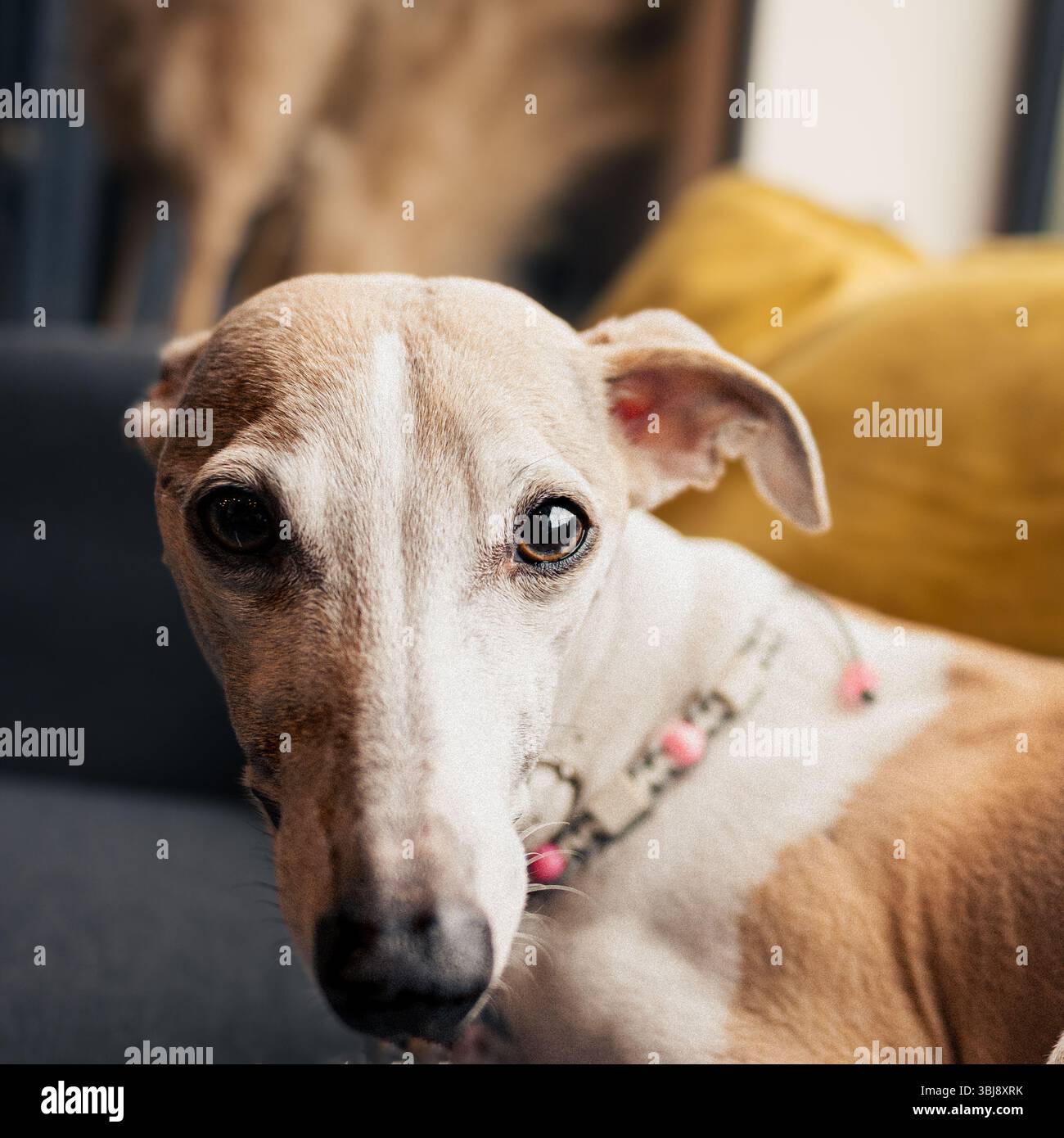 A close-up portrait of a fawn and white Italian Greyhound dog looking ...