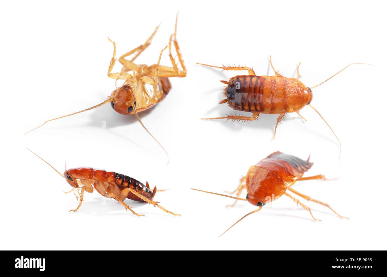 Set of many cockroaches isolated on white Stock Photo - Alamy