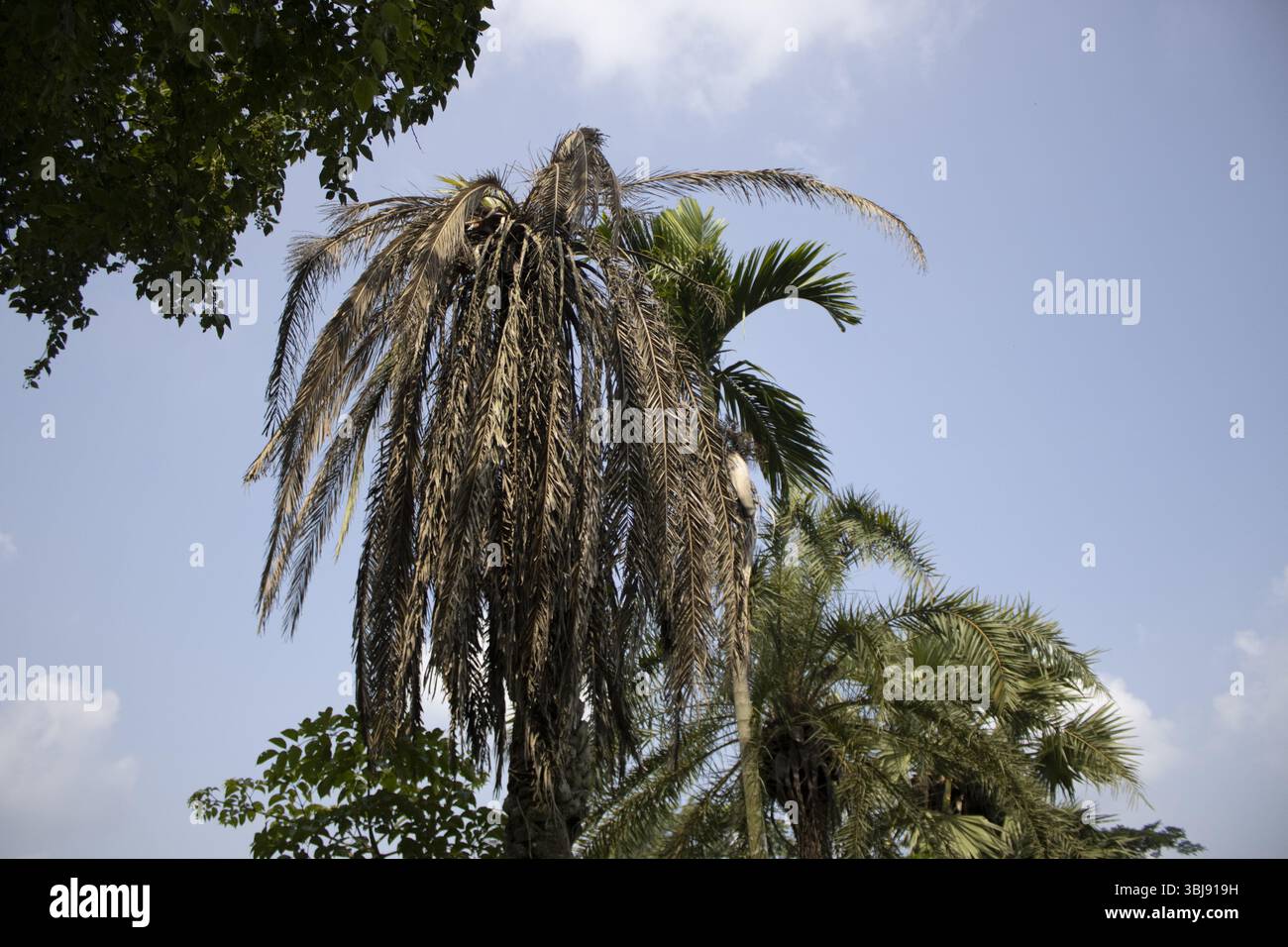 A dead date palm tree standing Stock Photo - Alamy