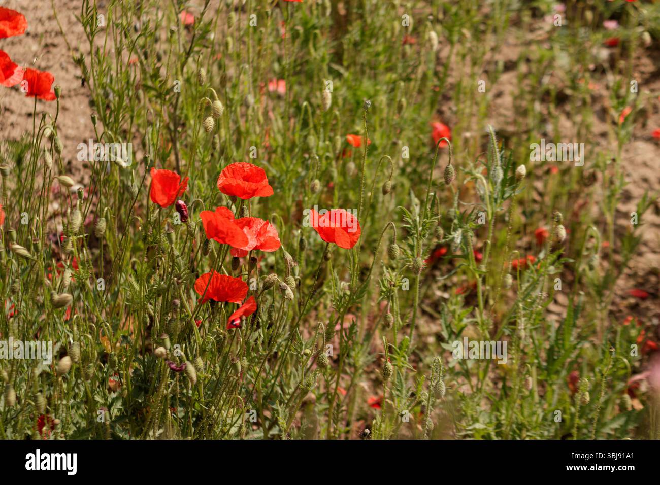 Vibrant red poppies blooming in a summer field, embodying the ongoing ...