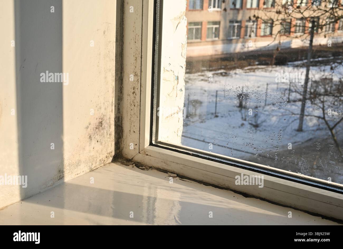 Golden sunlight highlights mold networks mapping their conquest of ...