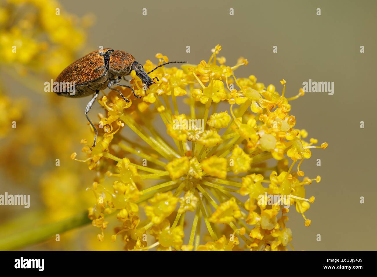 Weevil like beetle mycterus curculioides hi-res stock photography and ...