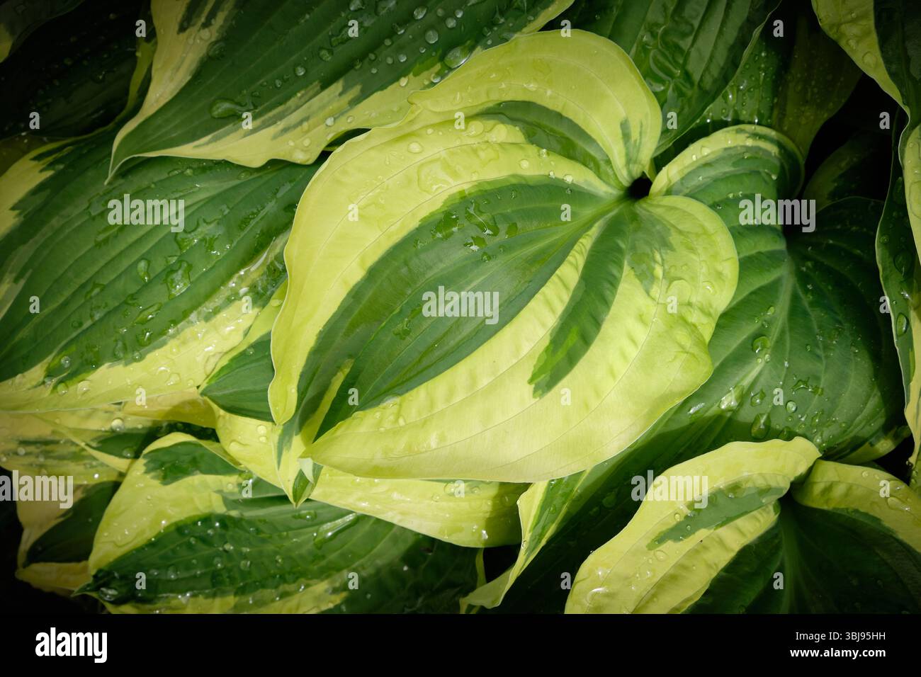 Vibrant green and yellow hosta leaves covered in fresh water droplets ...