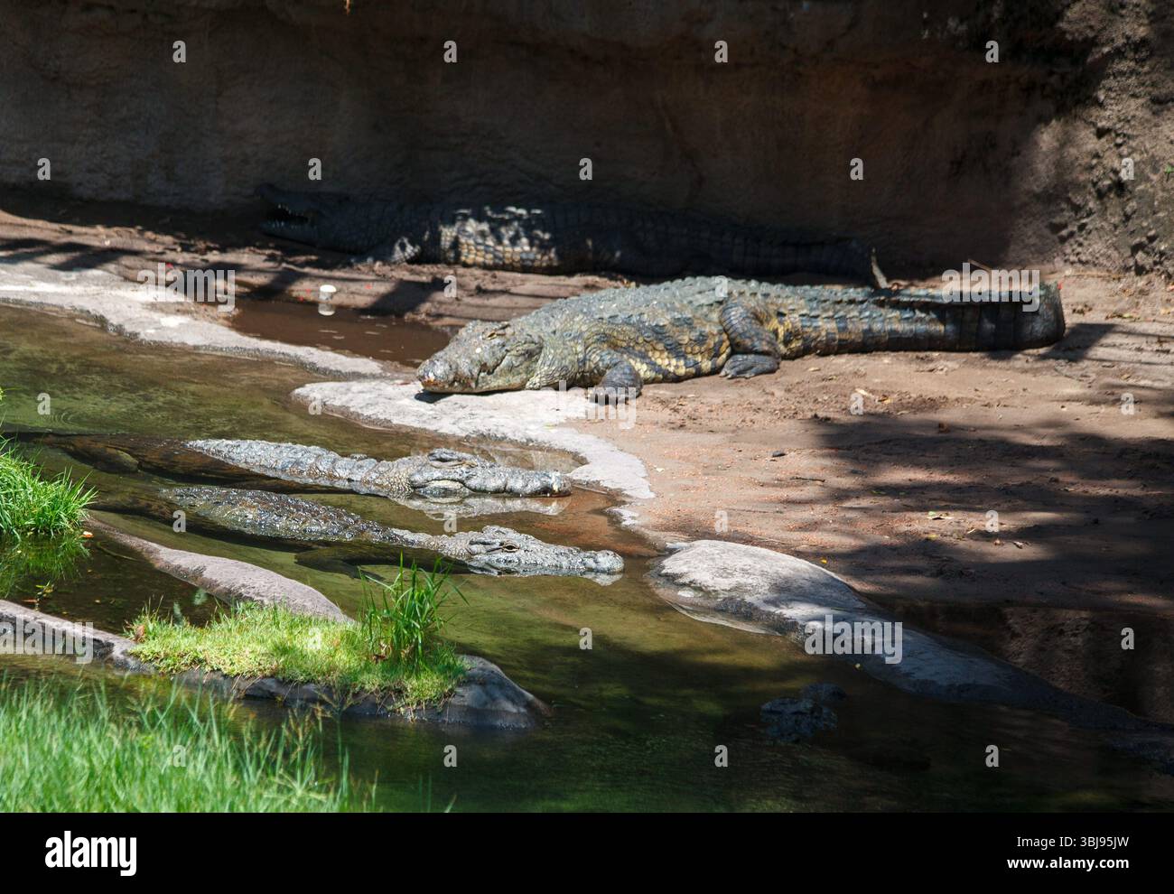 Group of Nile crocodile (Crocodylus niloticus) reptiles in Animal ...