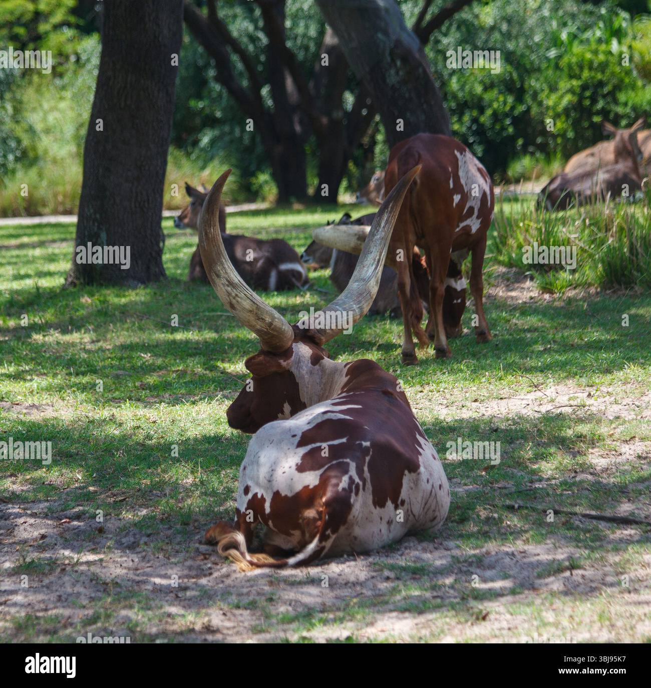 Herd of Ankole-Watus african cattle in Animal Kingdom, Disney World ...