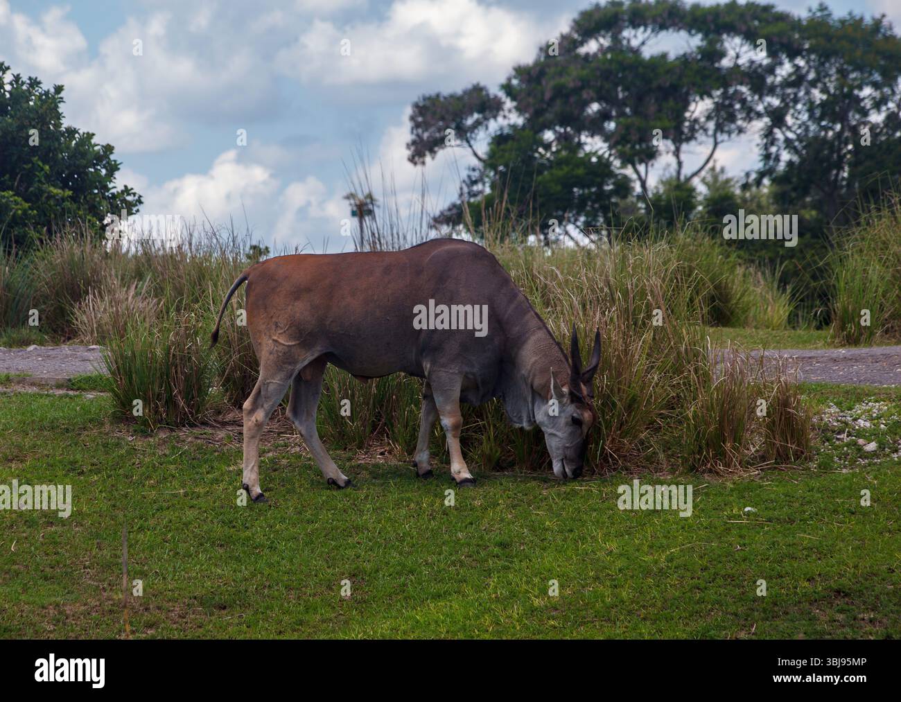 A Common Eland in, Animal Kingdom, Disney World, Bay Lake, Florida ...