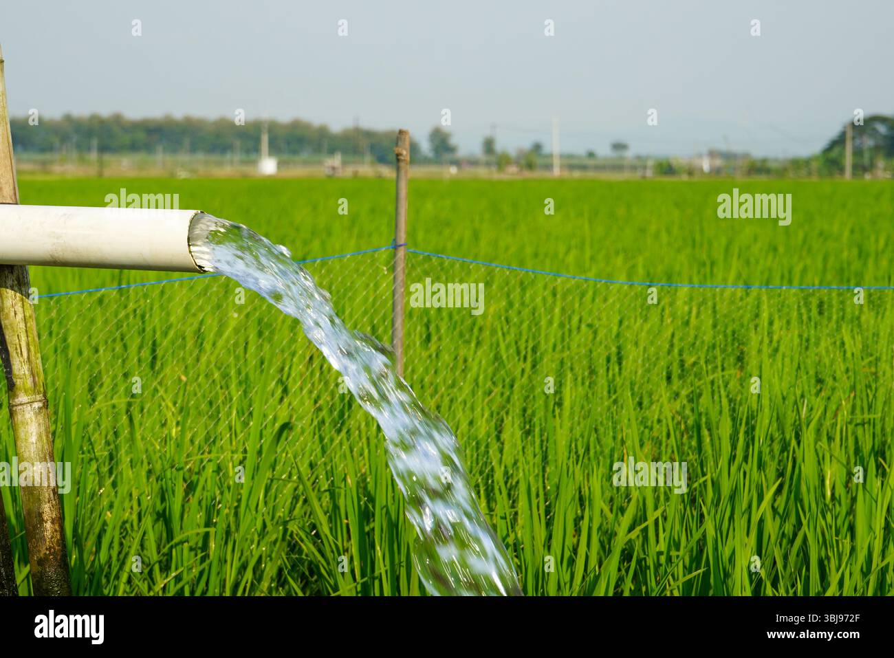 Irrigation of rice fields using pump wells with the technique of ...