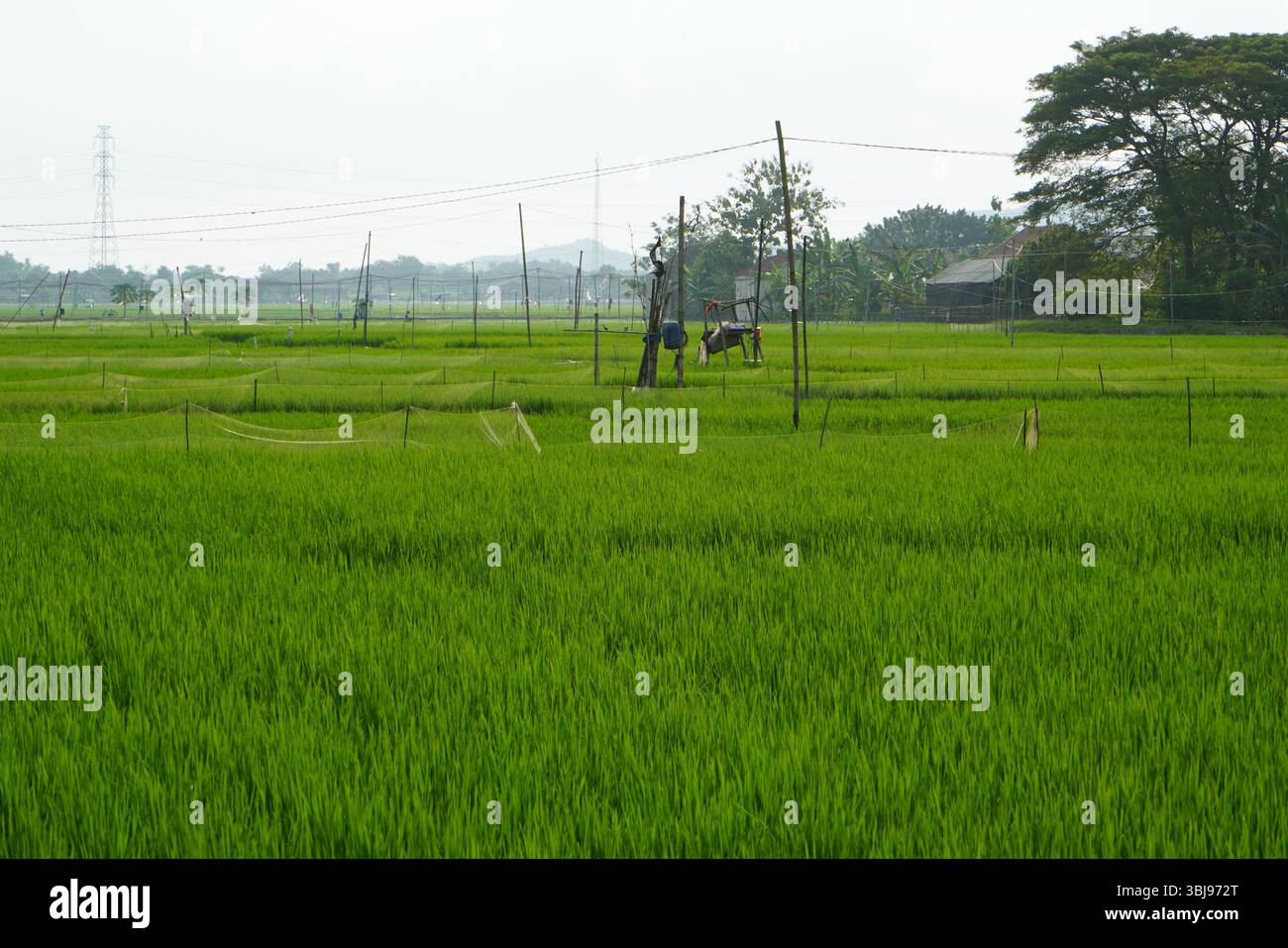 Irrigation of rice fields using pump wells with the technique of ...