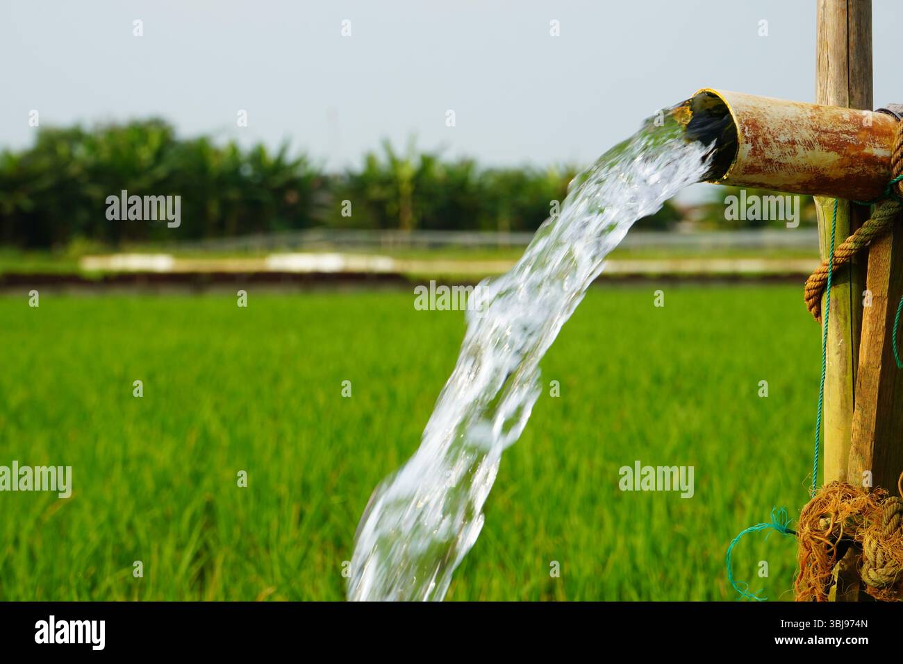 Irrigation of rice fields using pump wells with the technique of ...