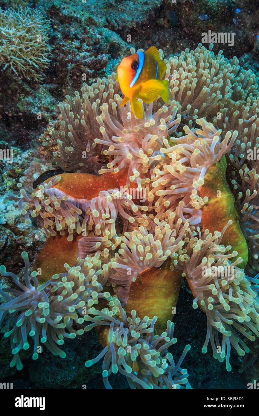 Clownfish swimming among sea anemones in a vibrant coral reef ...