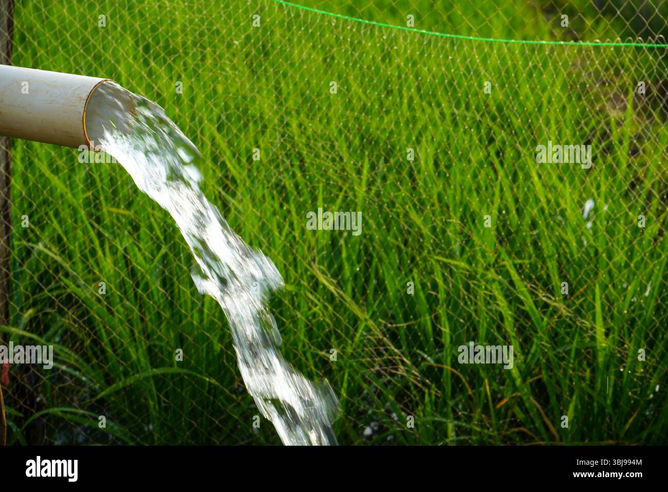 Irrigation of rice fields using pump wells with the technique of ...