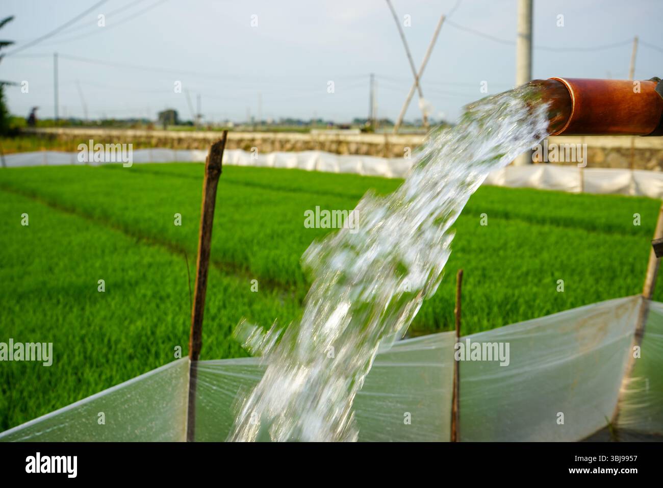 Irrigation of rice fields using pump wells with the technique of ...
