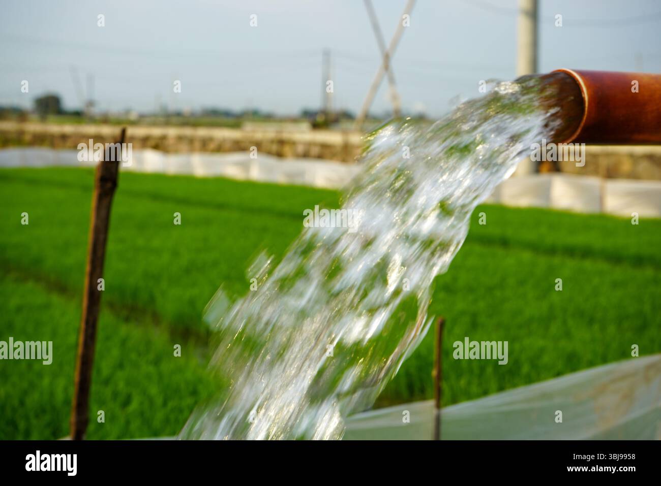 Irrigation of rice fields using pump wells with the technique of ...