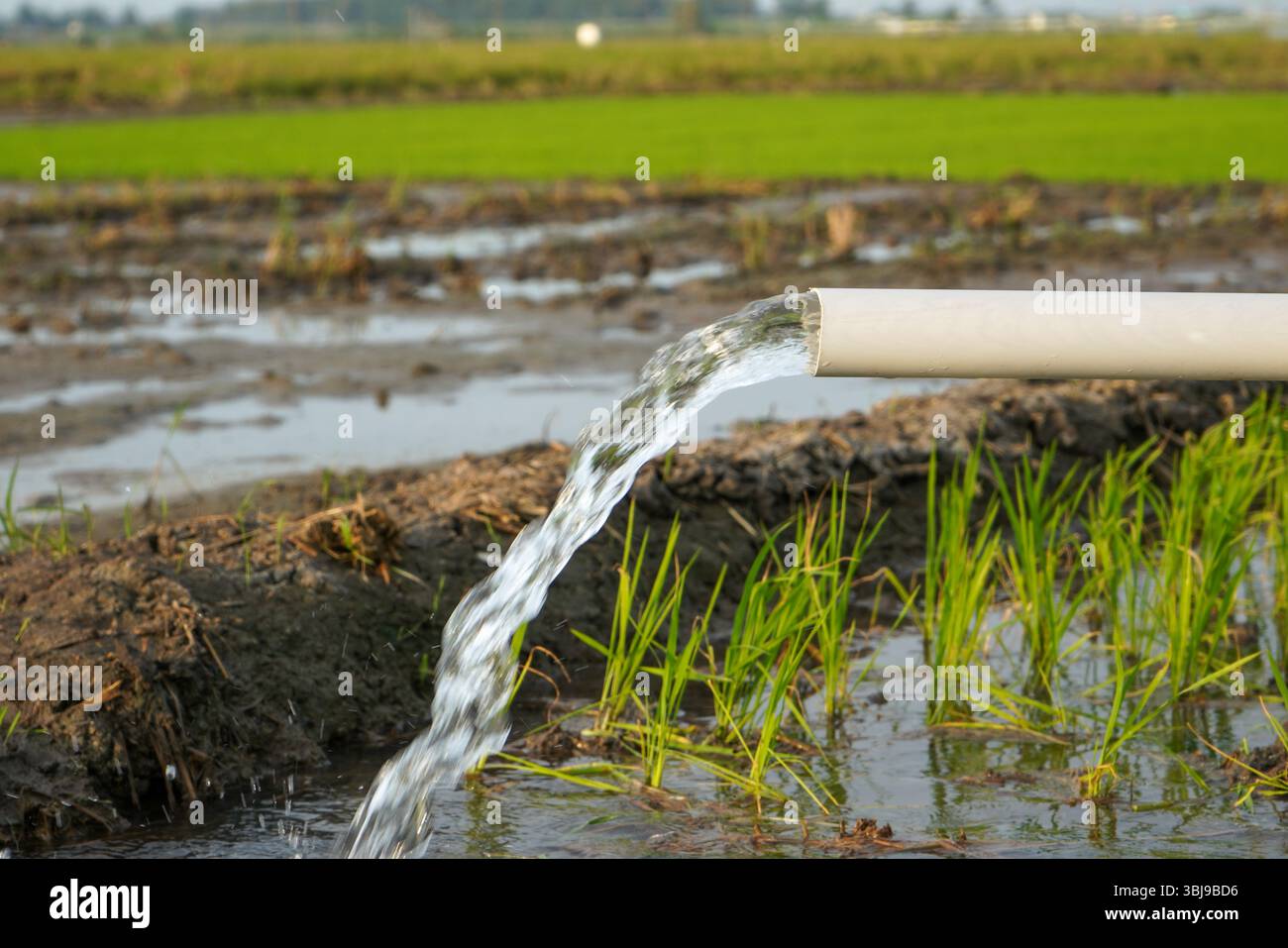 Irrigation of rice fields using pump wells with the technique of ...