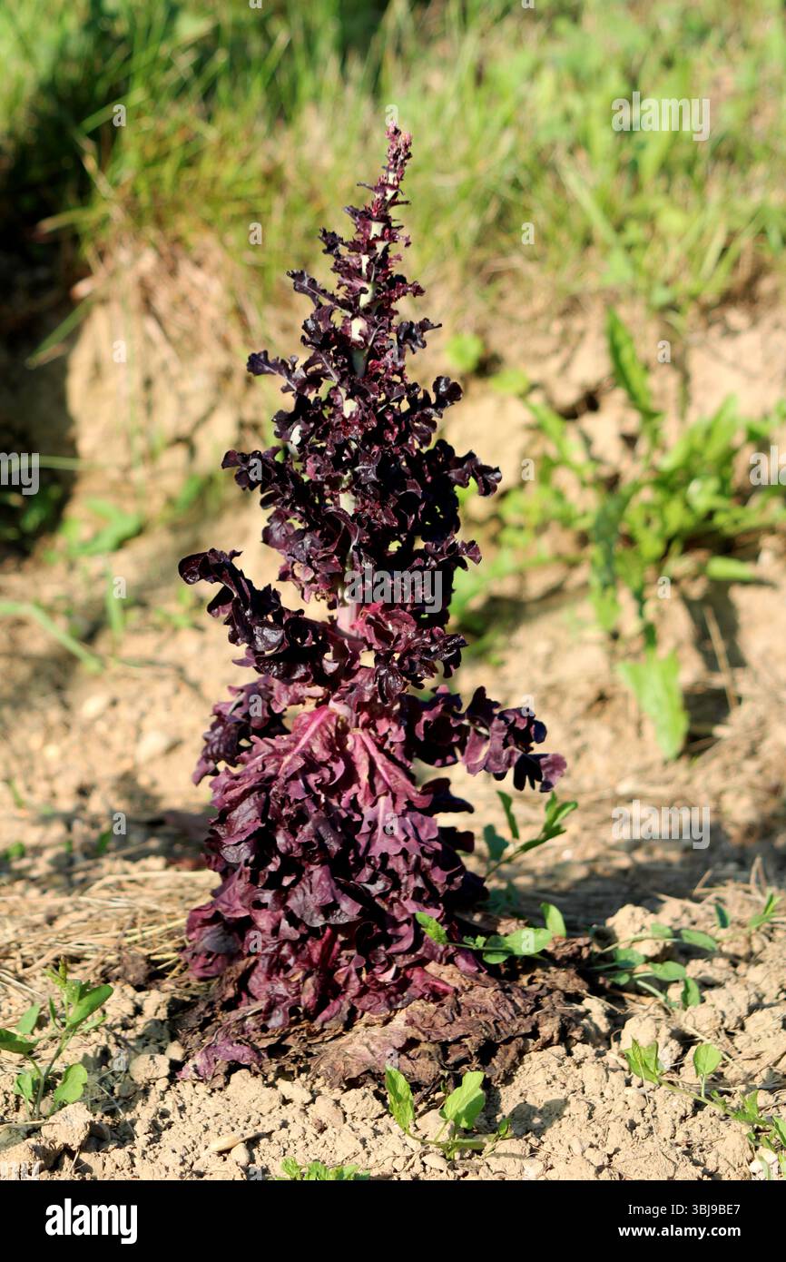 Brassica oleracea, red curly kale or borecole, shows a mature plant ...
