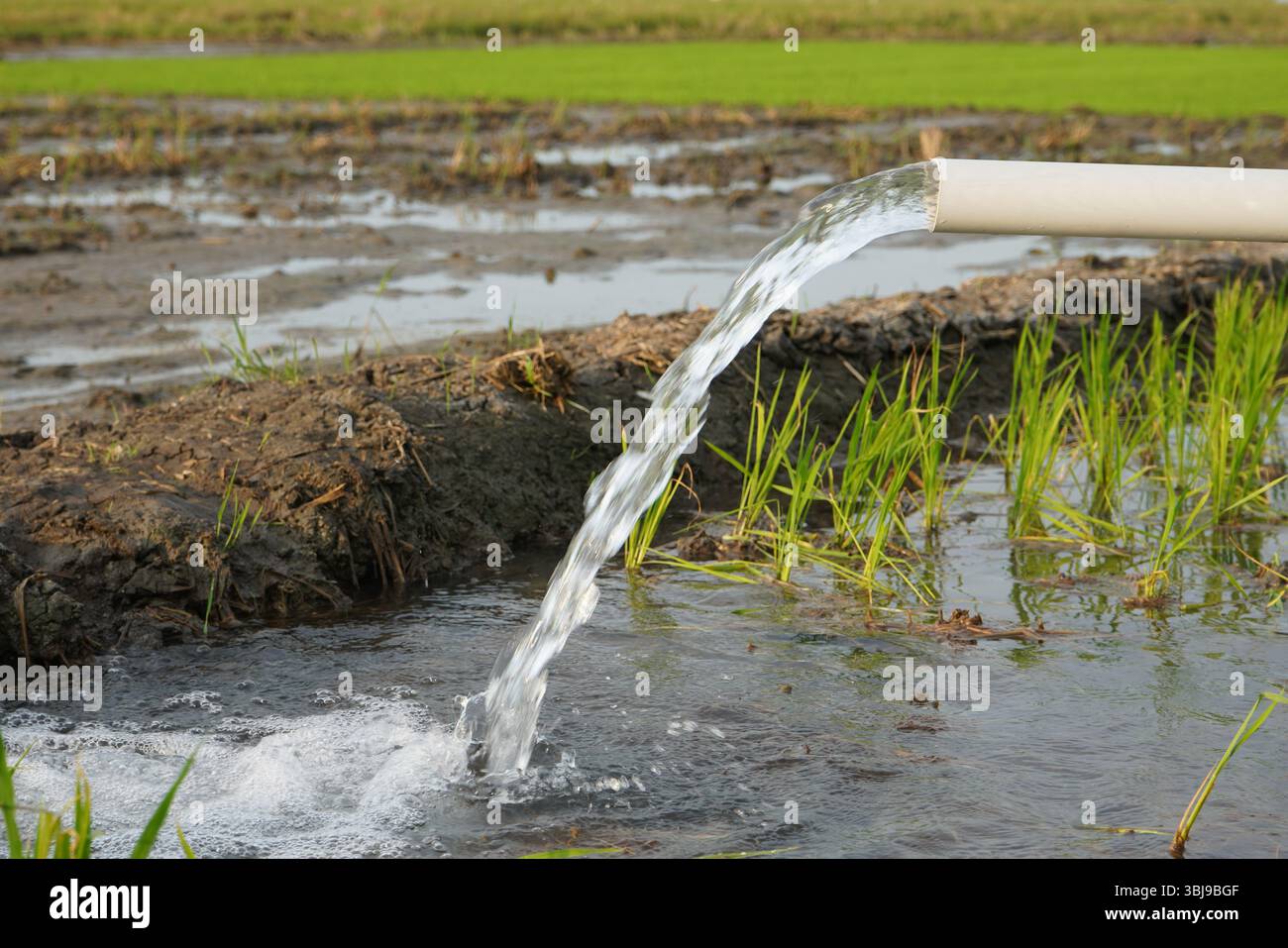 Irrigation of rice fields using pump wells with the technique of ...