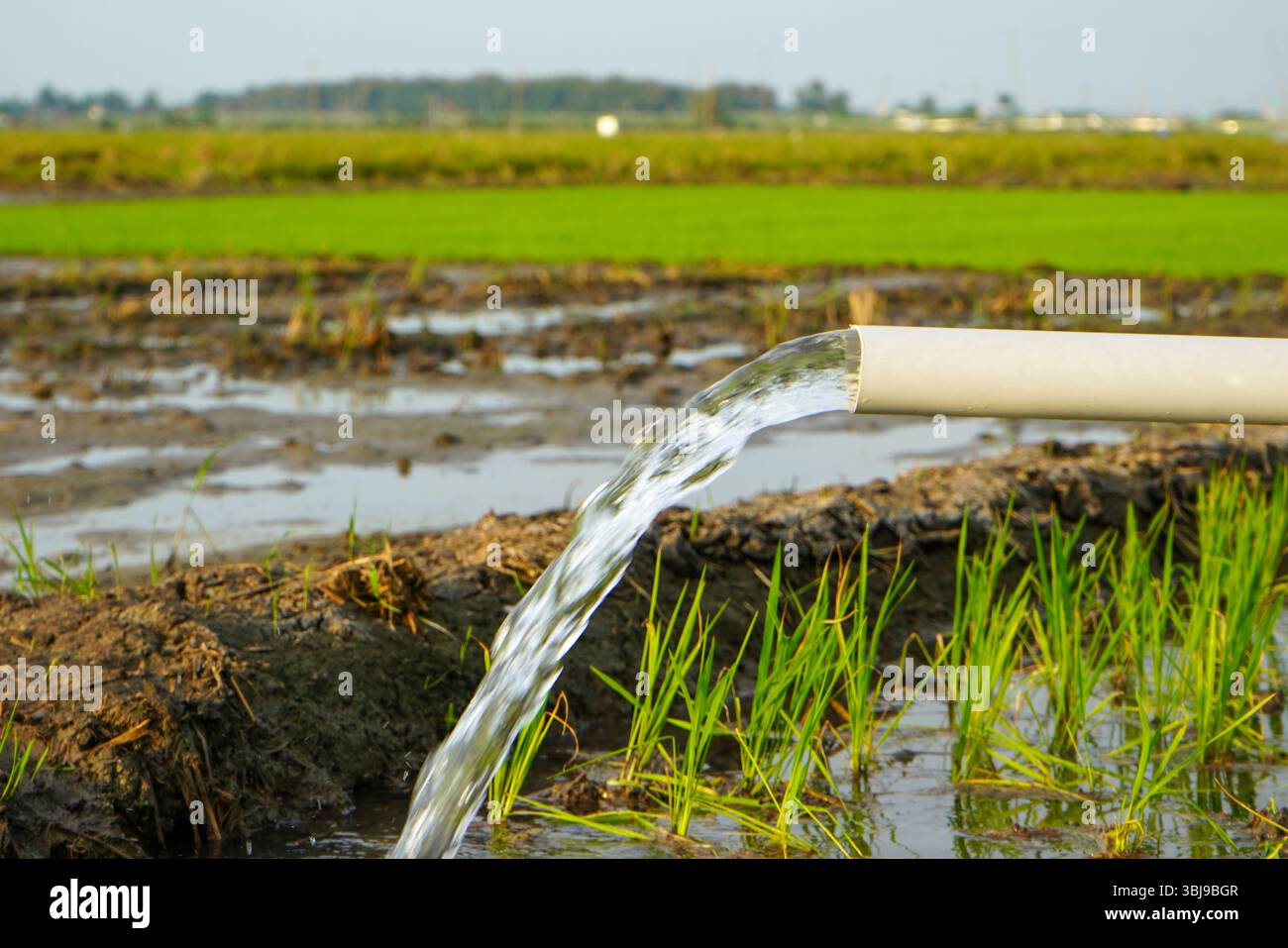 Irrigation of rice fields using pump wells with the technique of ...