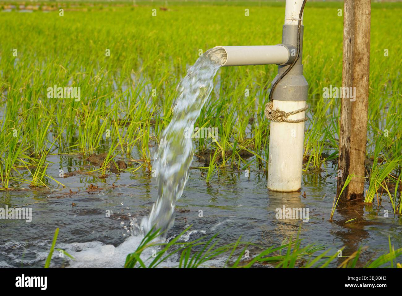 Irrigation of rice fields using pump wells with the technique of ...