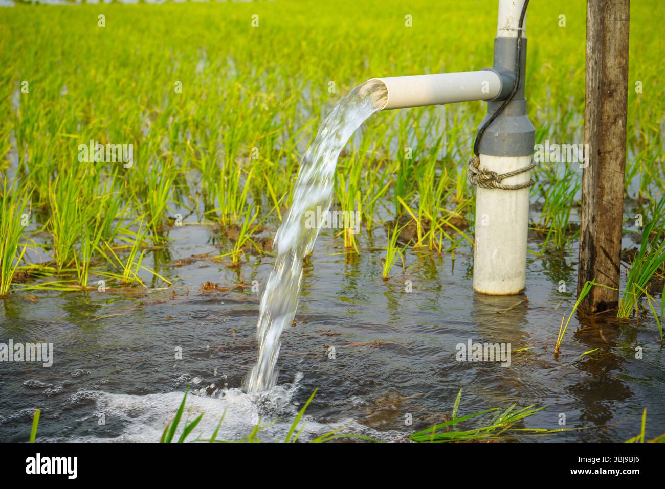 Irrigation of rice fields using pump wells with the technique of ...