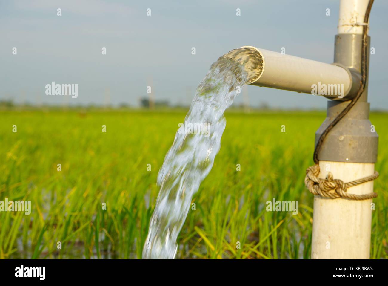 Irrigation of rice fields using pump wells with the technique of ...
