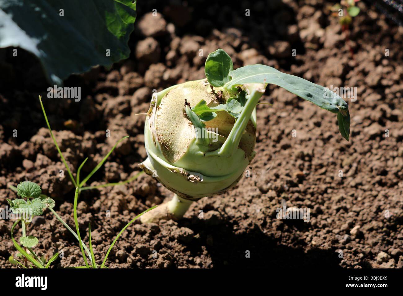 Kohlrabi Brassica oleracea, also known as German turnip and stem turnip ...