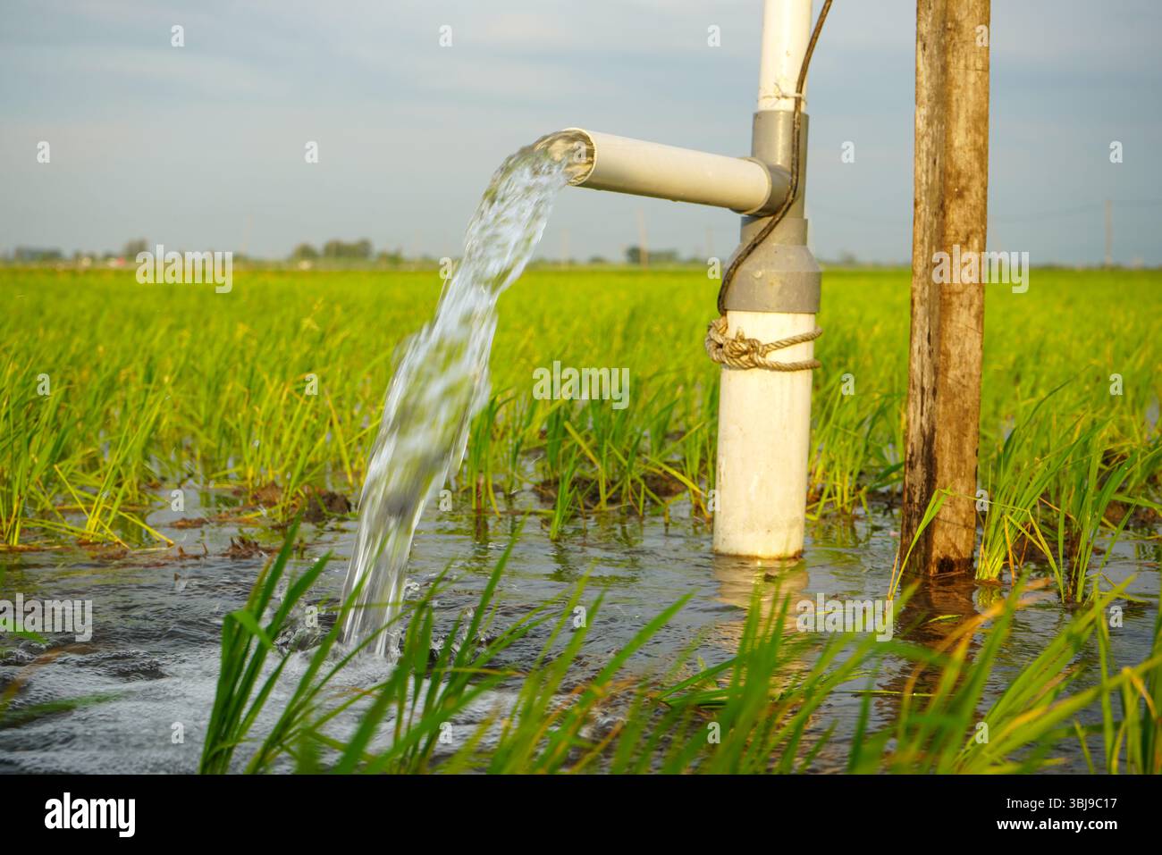 Irrigation of rice fields using pump wells with the technique of ...
