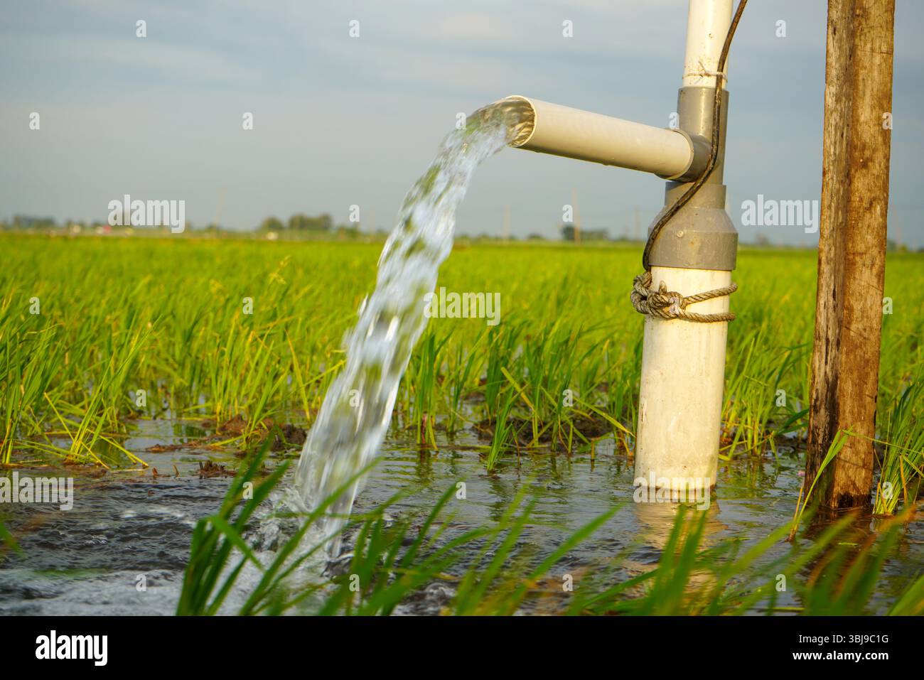 Irrigation of rice fields using pump wells with the technique of ...