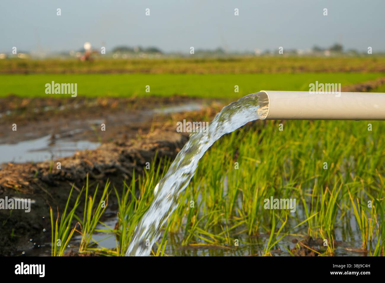 Irrigation of rice fields using pump wells with the technique of ...