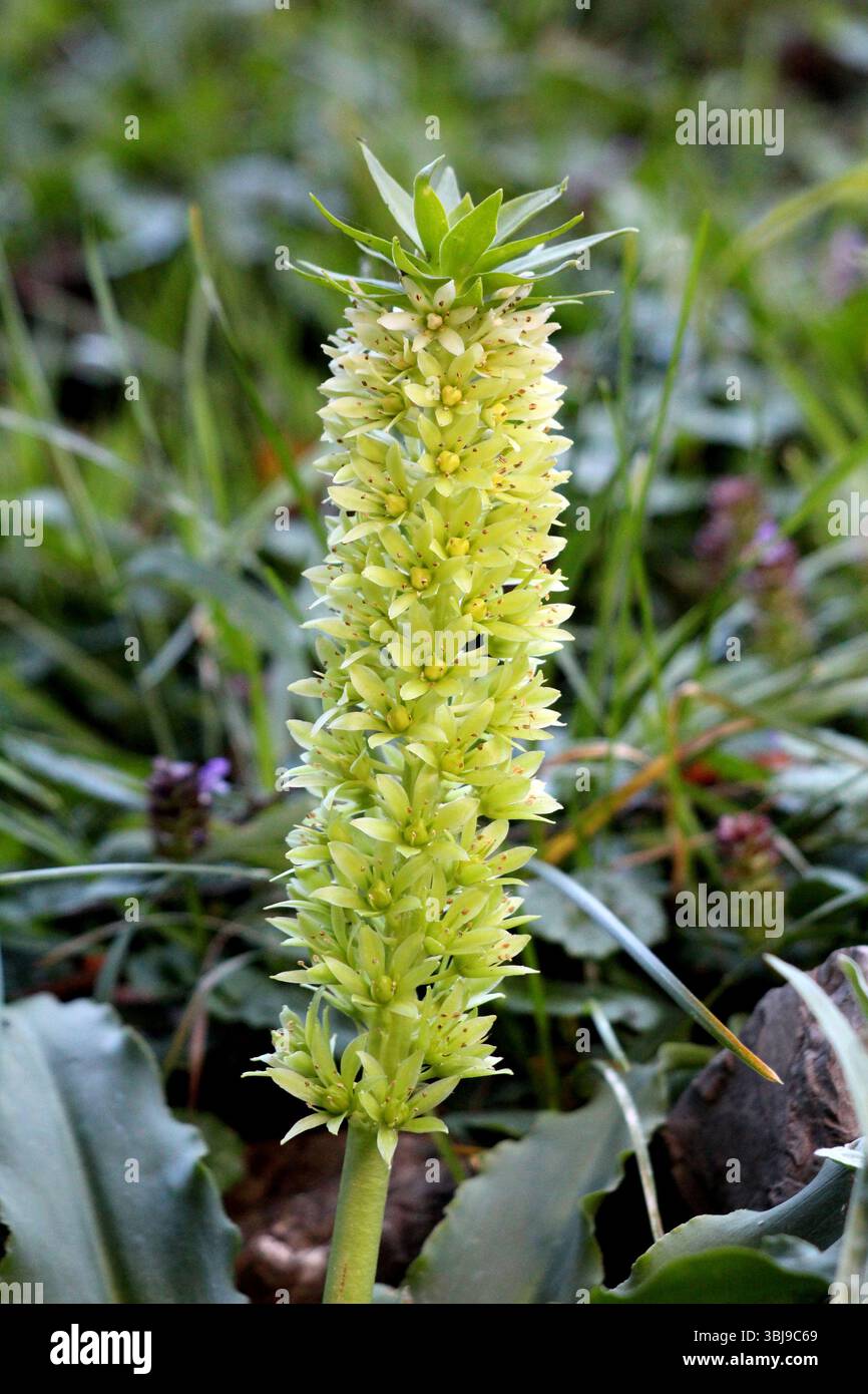 Pineapple lily Eucomis comosa, also called pineapple flower and king’s ...